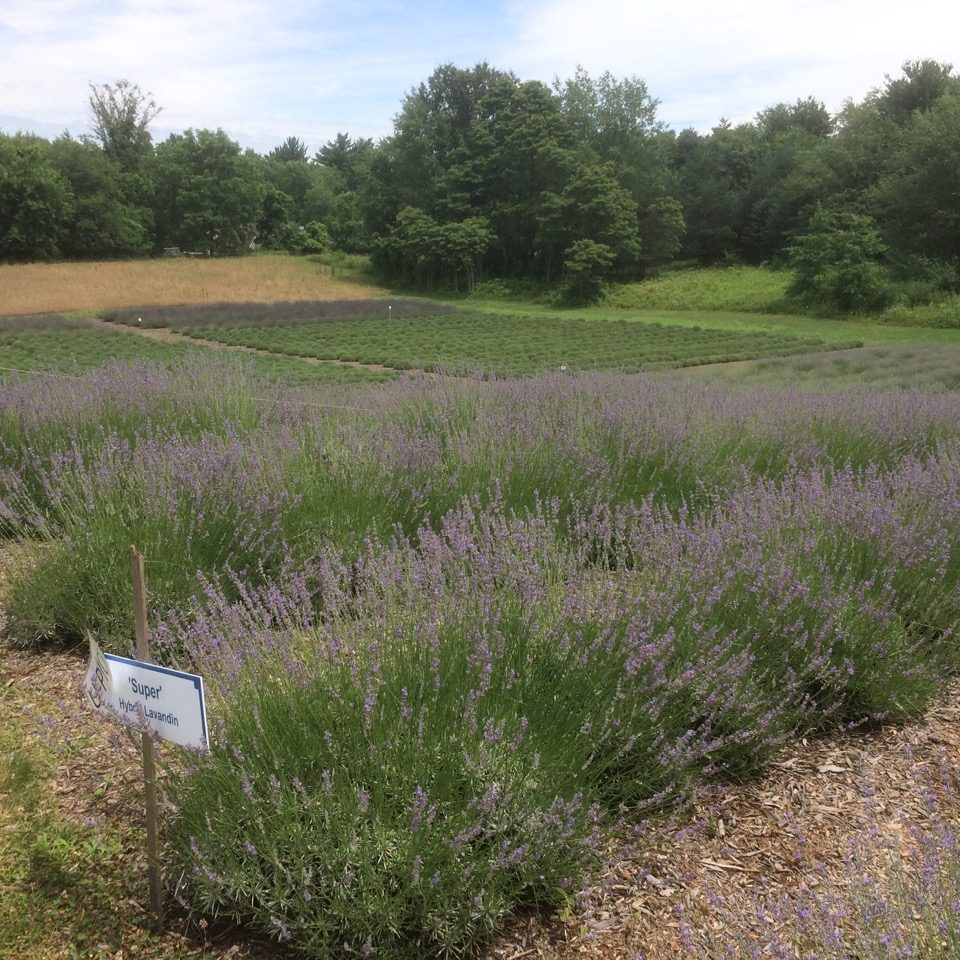 Lavender Vanilla Belgian Ale – Homebrewed Antiquity