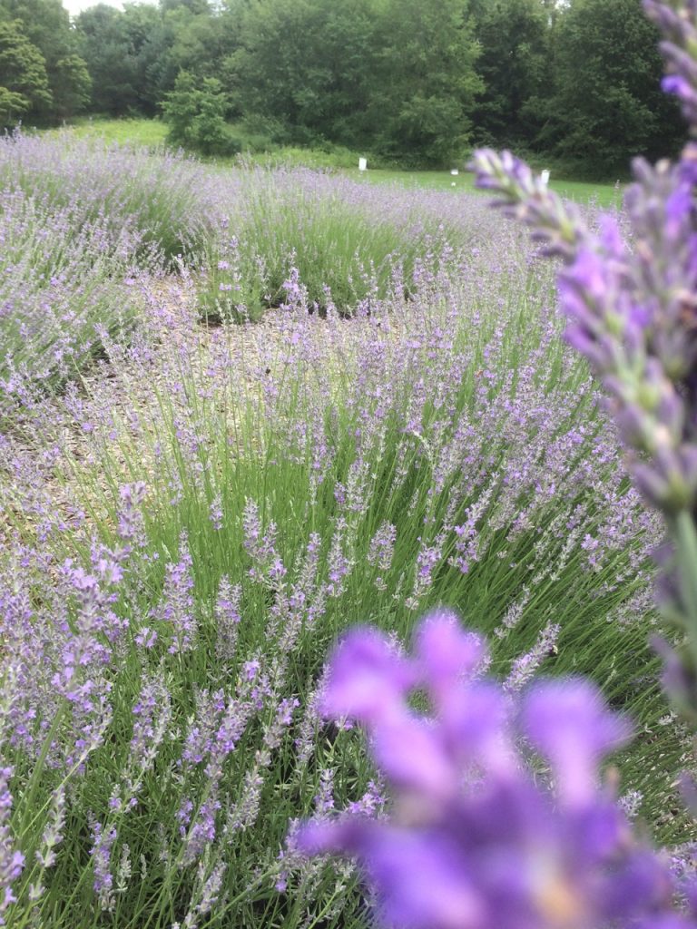 Lavender Vanilla Belgian Ale – Homebrewed Antiquity